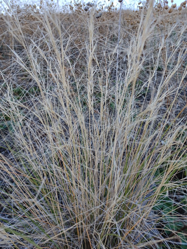 purple three-awn | Pipilo Native Plants