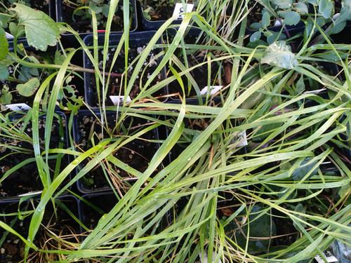 sweetgrass | Pipilo Native Plants