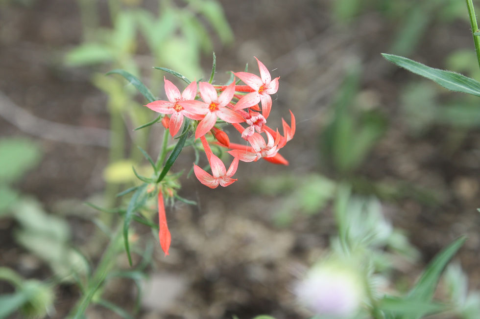 scarlet gilia | Pipilo Native Plants
