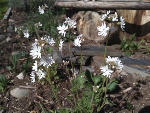 prairie star | Pipilo Native Plants