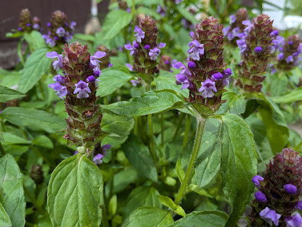 self-heal | Pipilo Native Plants