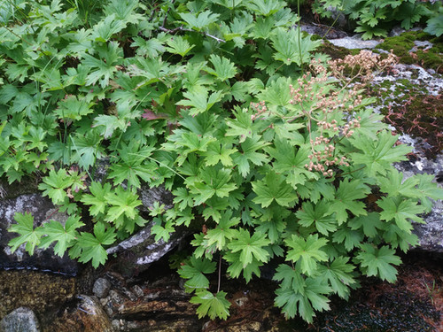 boykinia | Pipilo Native Plants
