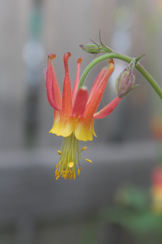 western columbine | Pipilo Native Plants