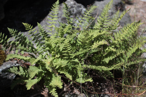 western cliff fern | Pipilo Native Plants