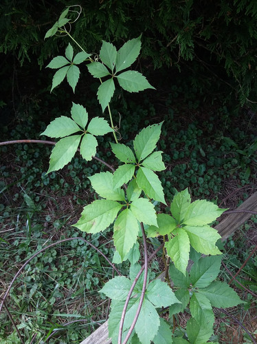woodbine | Pipilo Native Plants