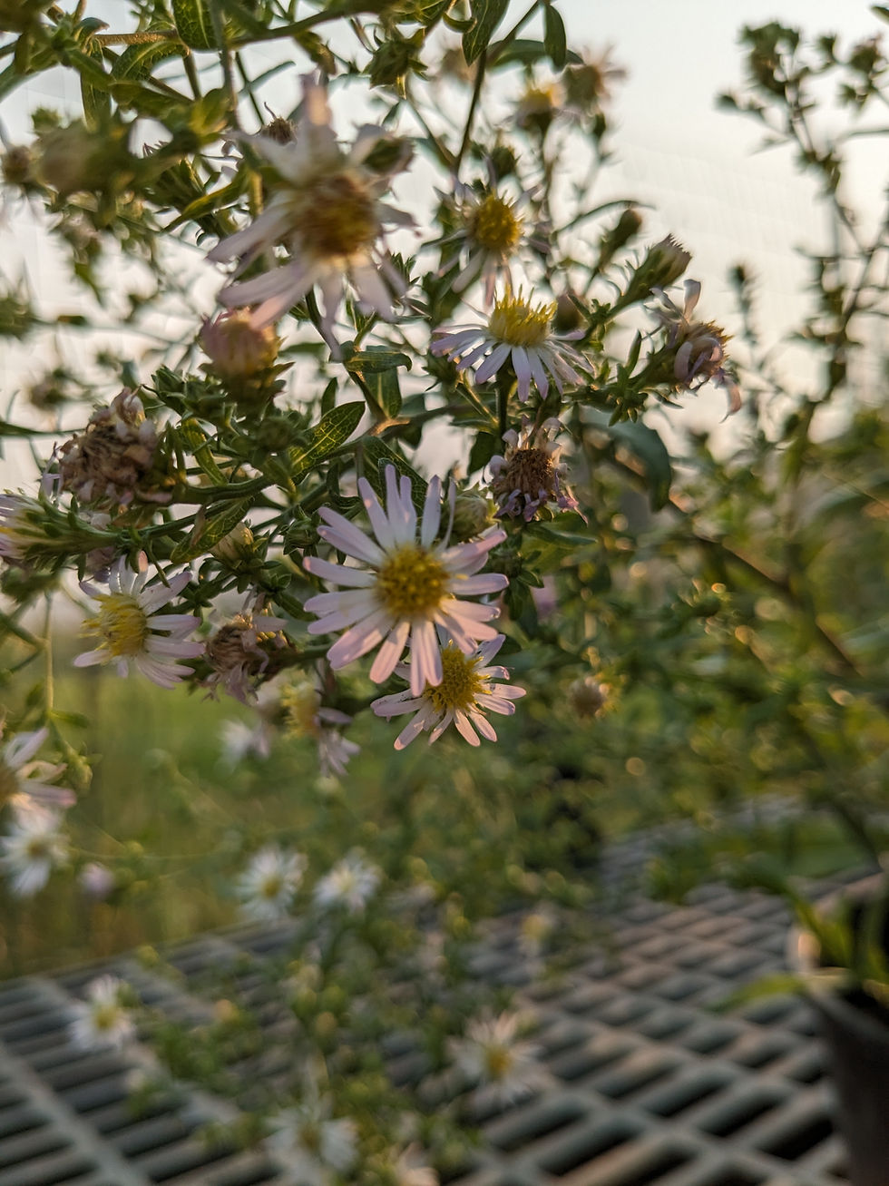 PLANTS | Pipilo Native Plants