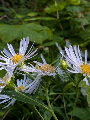 leafy aster | Pipilo Native Plants