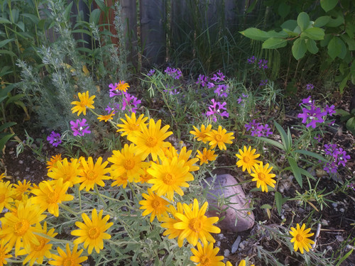 Water-wise perennials | Pipilo Native Plants