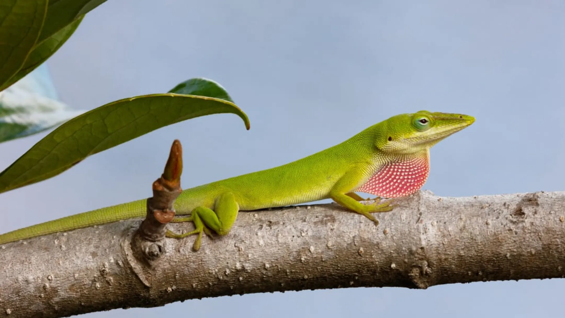 Evolution | iheartscience