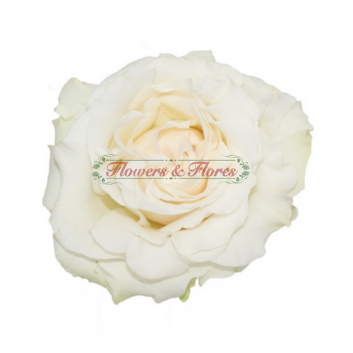 Rose Cotton Xpression 70 | flowersandflores