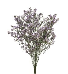 Limonium Blue Stream | flowersandflores