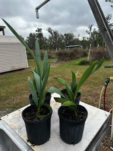 Sabal uresana - Sonoran palmetto / Mexican Palmetto | CYPRESS GARDENS NURS