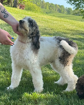 Pyredoodle Puppies | Lawpdoodle K9 Manor