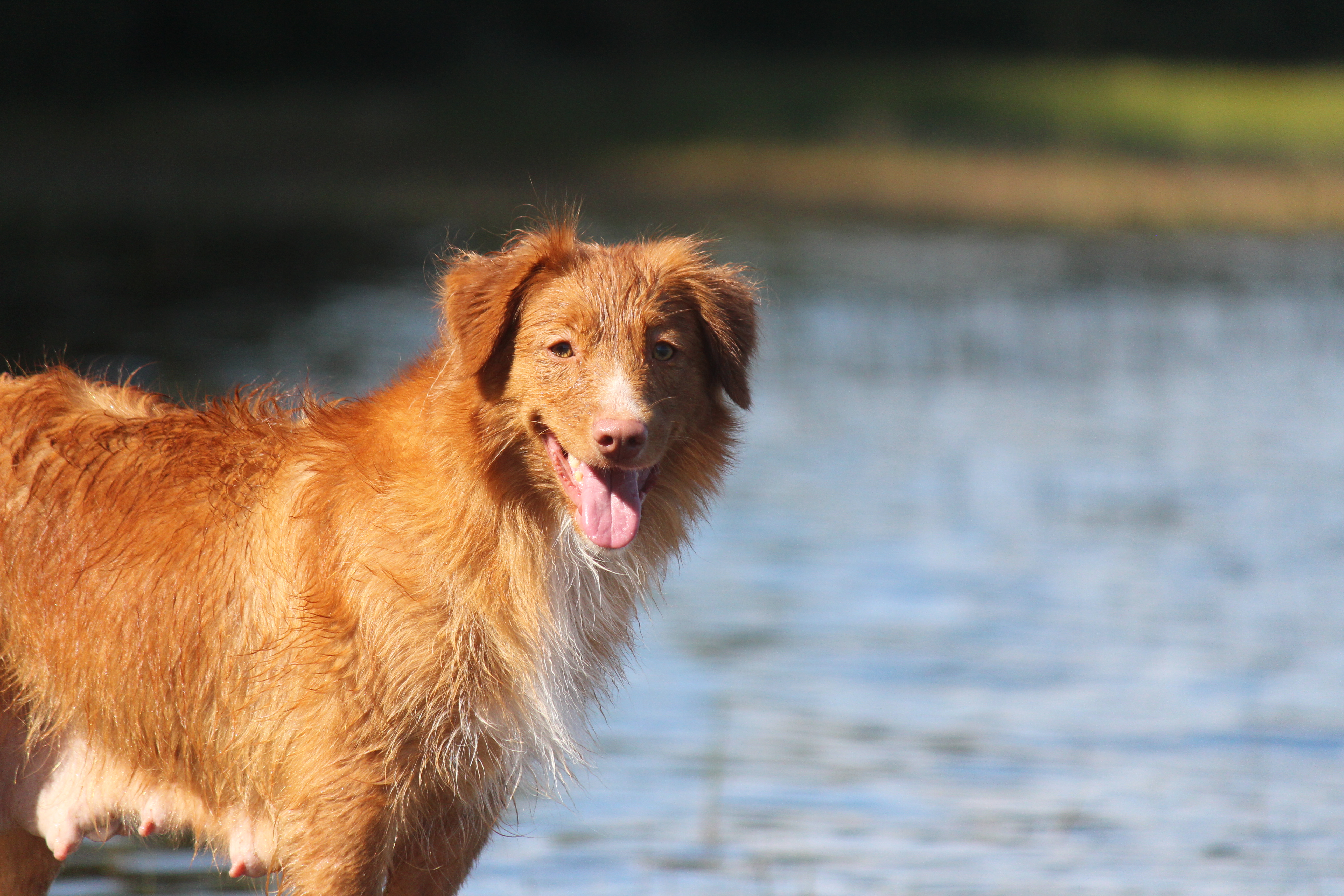 HOME | neverlandtollers