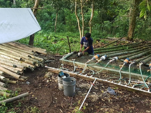 Bamboo - Cured poles - Wood - Carbon Offsets - Plantations / Wubu, S.A.