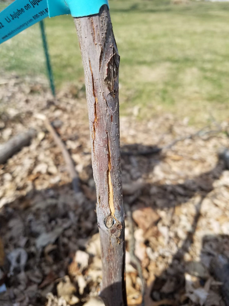 Grafting, How to Graft Trees, grafting Fruit Trees | Enhanced Garden&Life