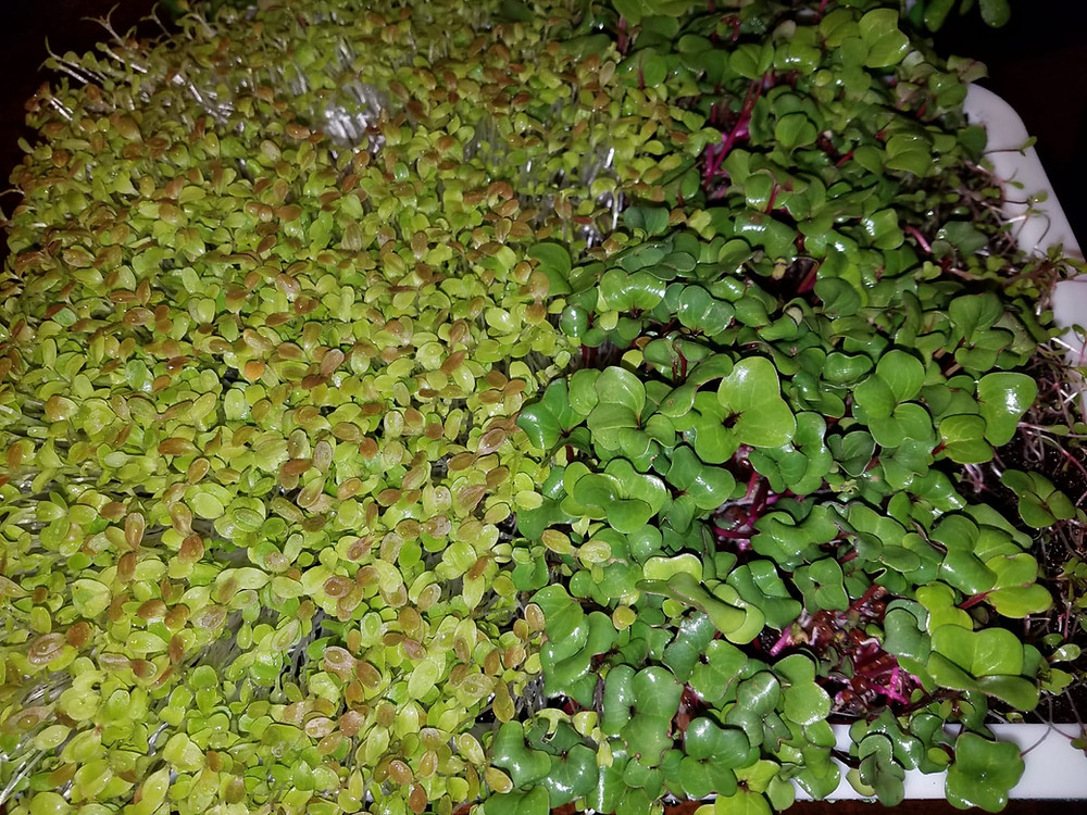 How to Grow Lettuce Microgreens | Enhanced Garden&Life