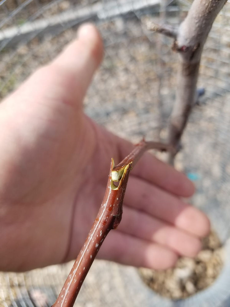 Grafting, How to Graft Trees, grafting Fruit Trees | Enhanced Garden&Life