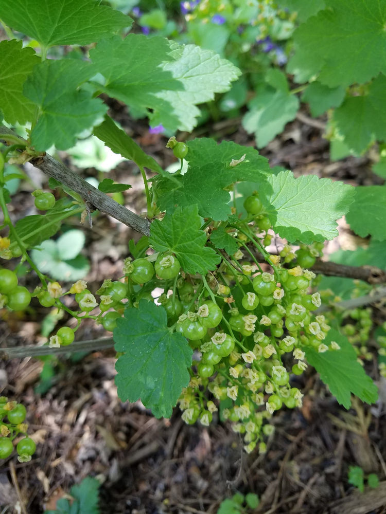 How to Grow Currants, Growing Guide for Red, Black, and White Currants ...