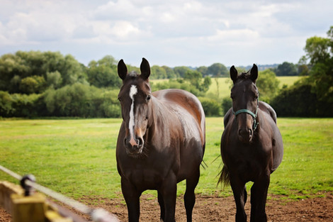 Sulby Hall Stud | Equine retirement | Sulby Hall Farm, Northampton, UK