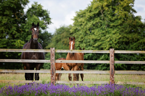 Sulby Hall Stud | Equine retirement | Sulby Hall Farm, Northampton, UK
