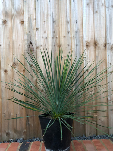 Yucca linearifolia | Hillside Exotic Gardening