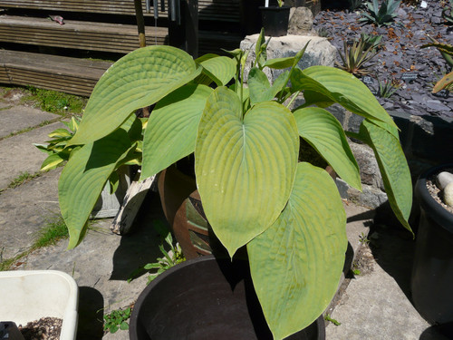 Hosta T-Rex | Hillside Exotic Gard