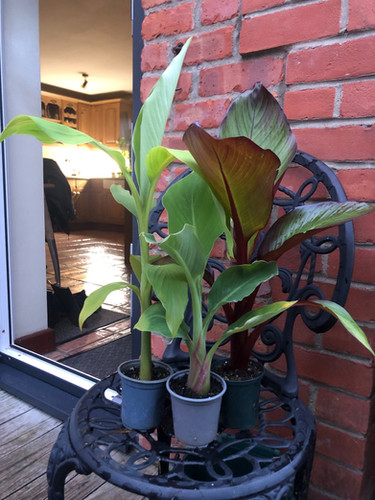 Musa basjoo, Ensete ventricosum Maurelii and Musella lasiocarpa bundle ...