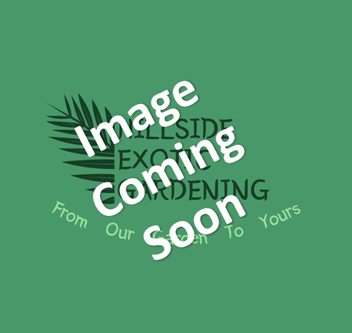 Calla lily 'Lipstick' | Hillside Exotic Gardening