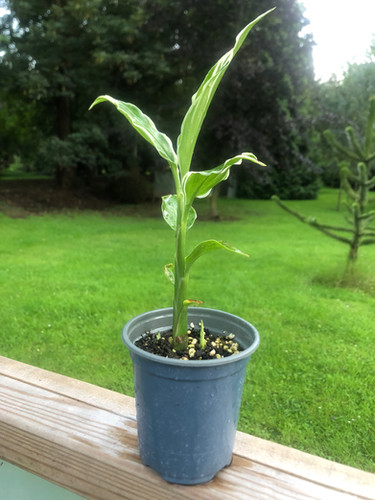Zingiber mioga 'White Feather' | Hillside Exotic Gardening