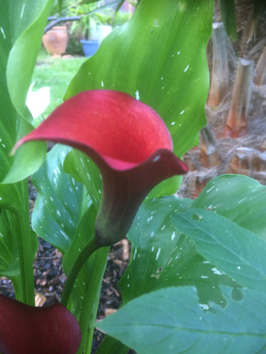 Calla lily 'Captain Murano' | Hillside Exotic Gardening