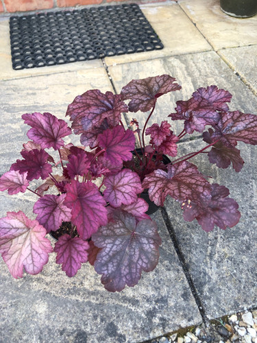 Heuchera ‘Berrie Smoothie’ and ‘Amethyst Mist’ bundle | Hillside Exotic ...