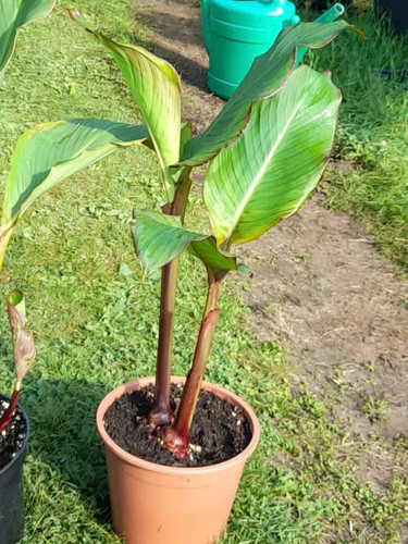 Canna musifolia 'Grande' | Hillside Exotic Gard