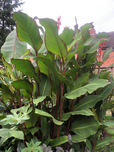 Canna musifolia 'Grande' | Hillside Exotic Gard