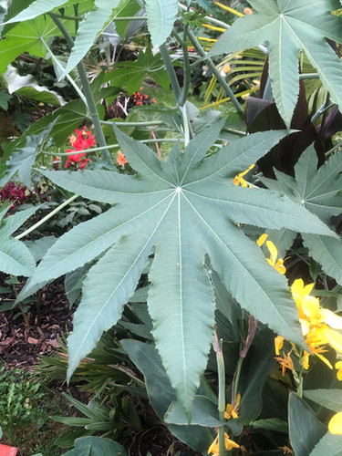 Ricinus communis ‘Blue Giant' seeds x6 | Hillside Exotic Gardening