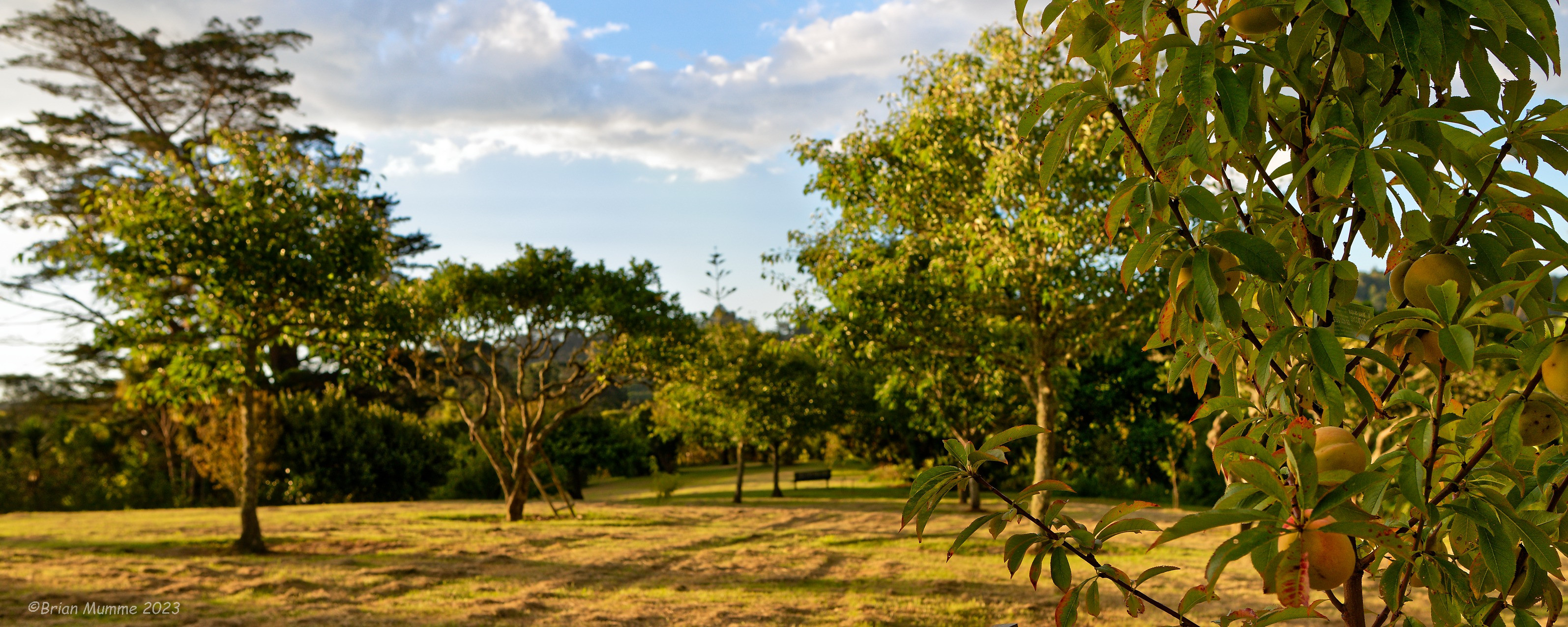 170 Native trees to plant and mulch working bee | NZ Arb Association