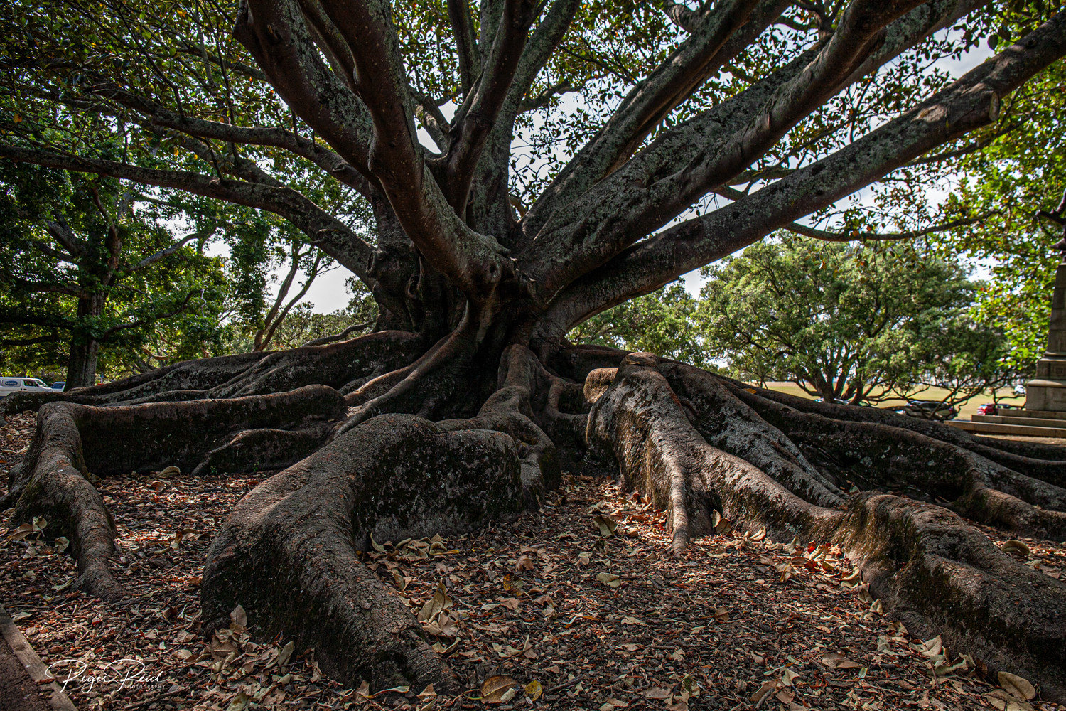 The Fairy Tree | Tree of the Year