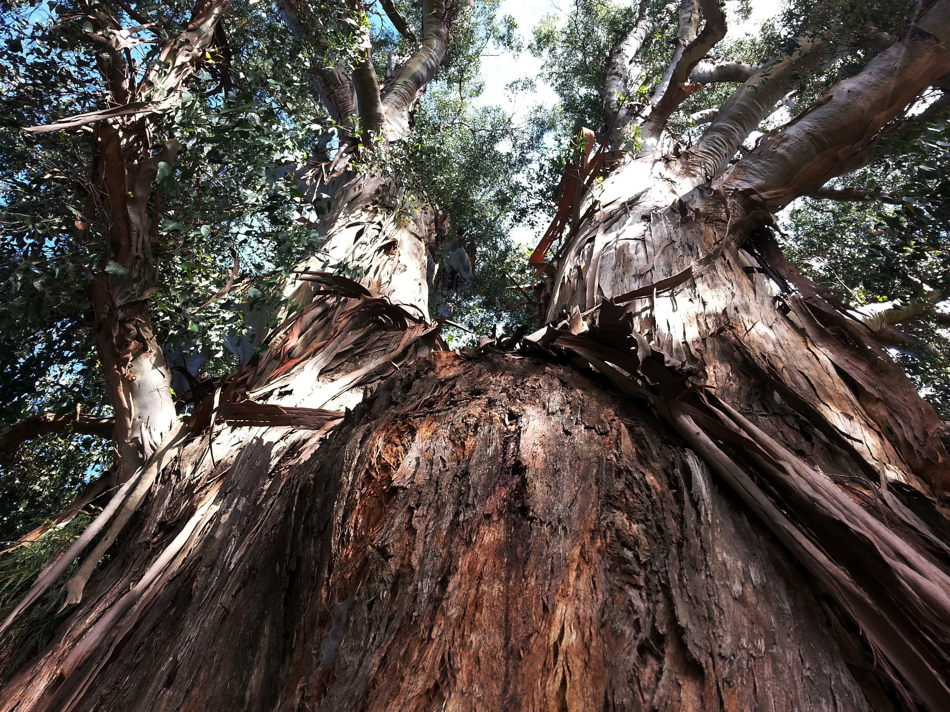 The Greytown Gum | Tree of the Year