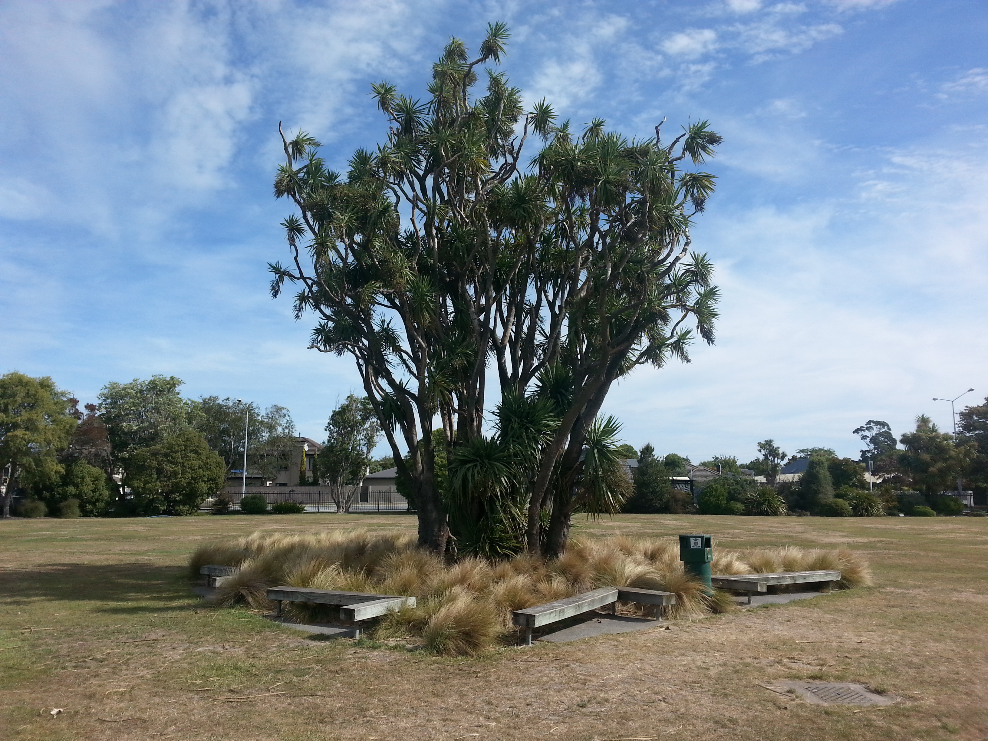 Te Herenga Ora | Tree of the Year