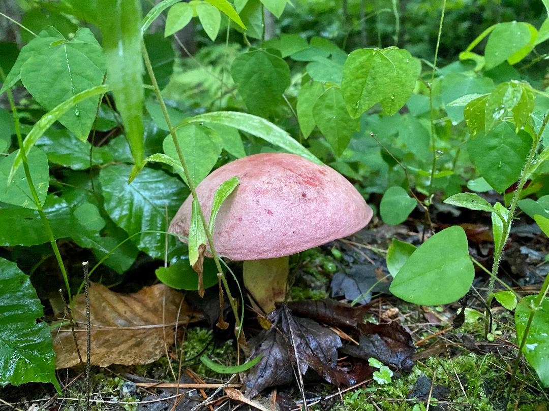 Mushroom Walk - Goffstown | Uncanoonuc Foraging