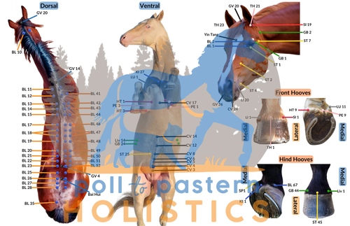 Digital Equine Acupressure Chart - Multiple Views | Poll to Pastern