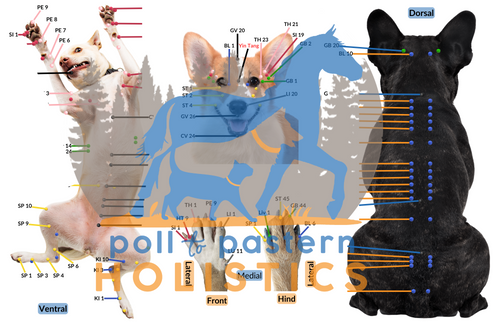 Digital Canine Acupressure Chart - Multiple Views | Poll to Pastern