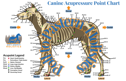 Digital Canine Acupressure Chart - Lateral View | Poll to Pastern