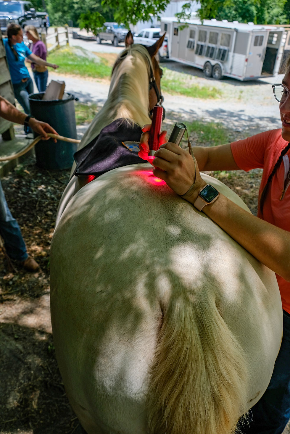 Understanding Equine Rain Rot and A Holistic Approach