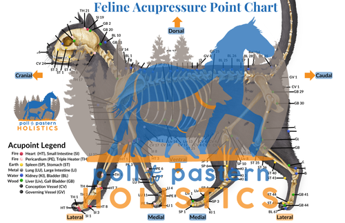 Digital Feline Acupressure Chart - Lateral View | Poll to Pastern