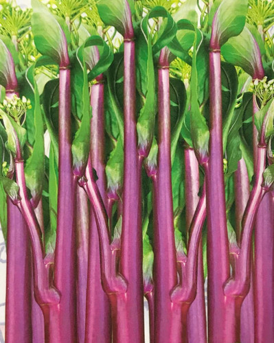 SC112- Vegetable Seed Red Chinese Kale | SeedStoreHK