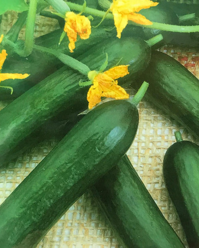 SC020 - Vegetable Seed Dutch Cucumber | SeedStoreHK