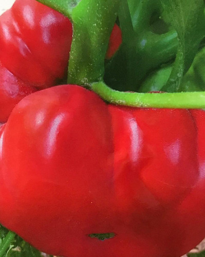 SC129- Vegetable Seed Eggplant (not eatable) | SeedStoreHK