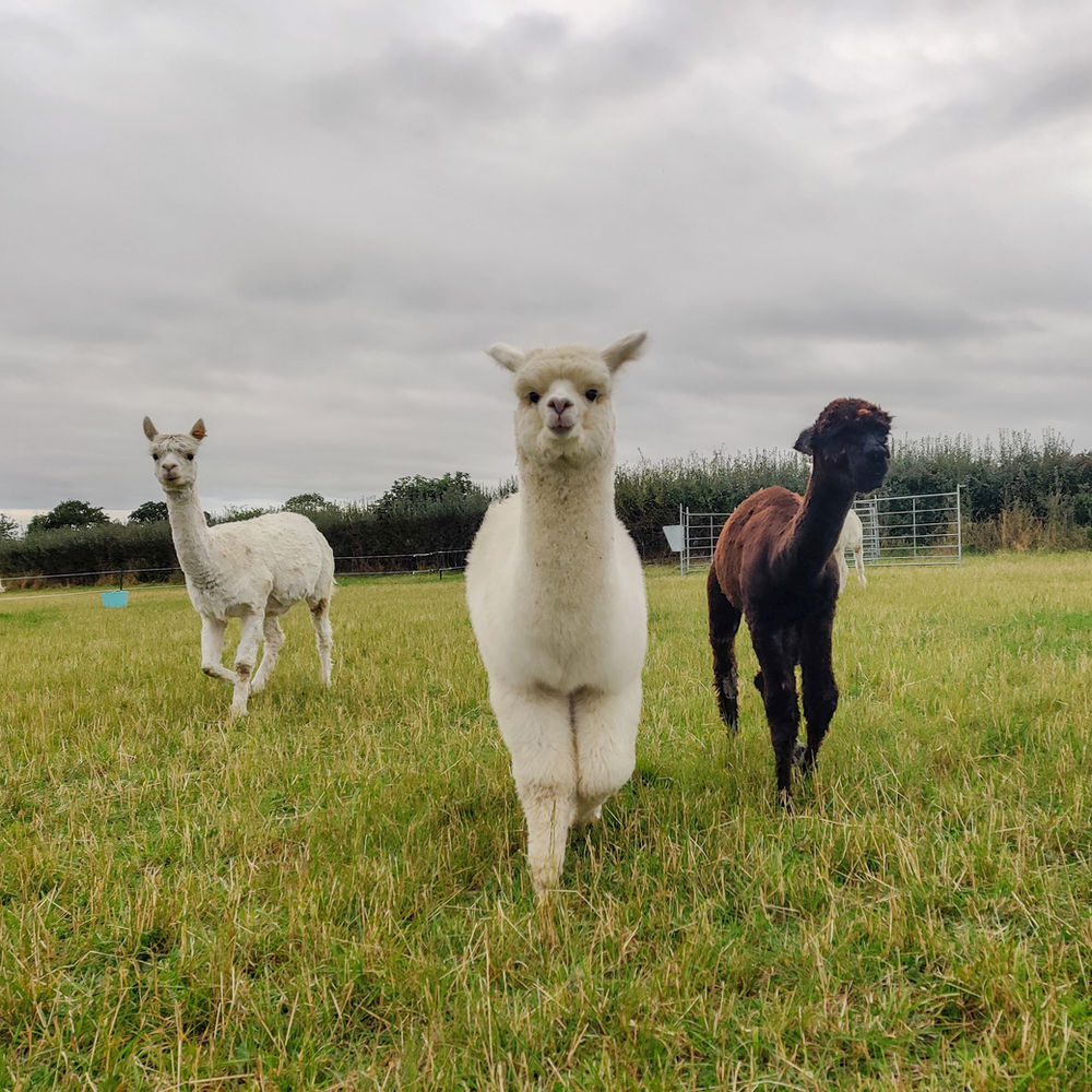 Alpaca health checks, honey sales and 2020 weddings