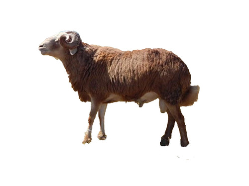 ሙክት በግ - ትልቅ መጠን | HabeshaShops